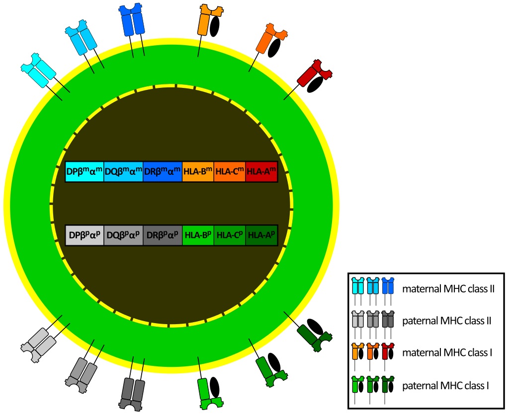 MHC genes demystified | Pathology Student